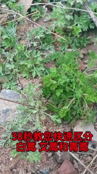 茵陈与白蒿的区别图片_如何一眼区分两种植物-第1张图片-山城妙识