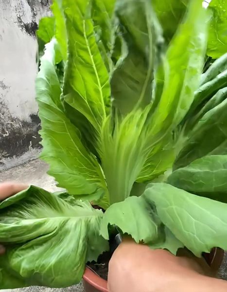 金芥菜图片_如何辨别真假金芥菜-第3张图片-山城妙识