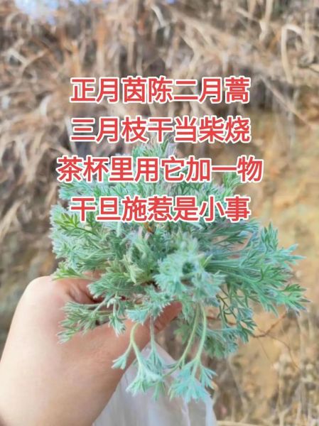 茵陈与白蒿的区别图片_如何一眼区分两种植物-第3张图片-山城妙识