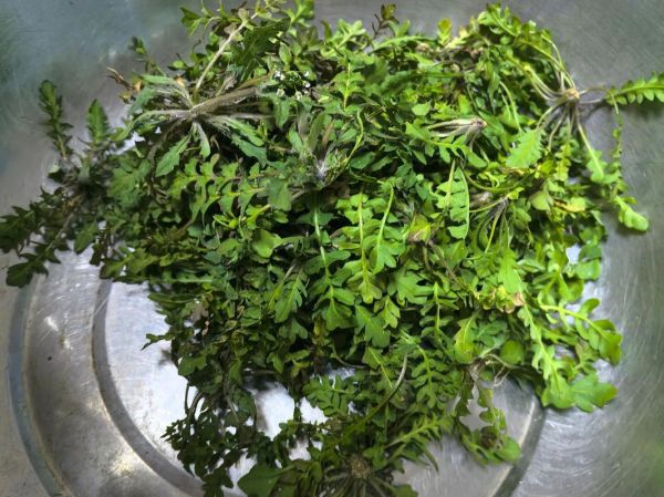 荠菜饺子荠菜要焯水吗_焯水后怎么处理-第1张图片-山城妙识