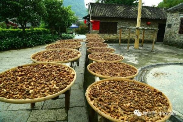 九蒸九晒吃死人_九蒸九晒黄精中毒真相-第2张图片-山城妙识