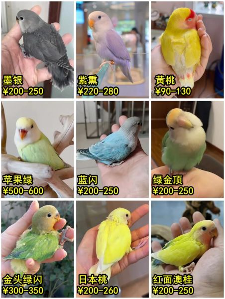 鹦鹉品种大全_新手适合养什么鹦鹉-第3张图片-山城妙识