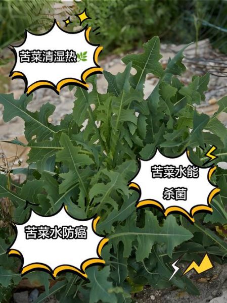 苦草的功效与作用_苦草泡水喝的禁忌-第3张图片-山城妙识