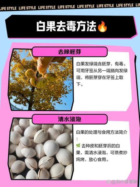 鲜白果怎么处理_鲜白果去毒方法-第1张图片-山城妙识