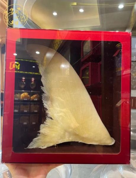 鱼翅是什么鱼做的_鱼翅是鲨鱼的哪个部位-第2张图片-山城妙识