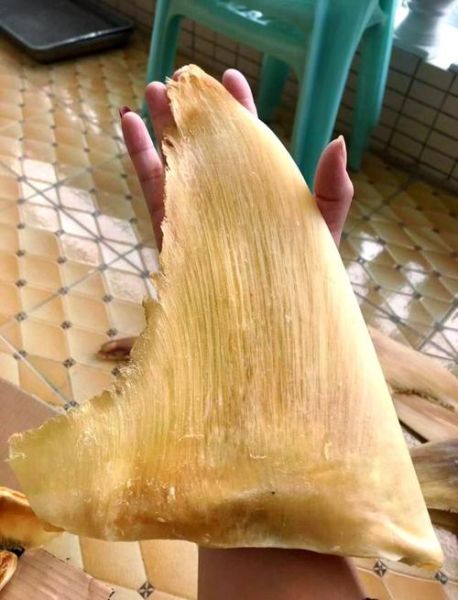鱼翅是什么鱼做的_鱼翅是鲨鱼的哪个部位-第3张图片-山城妙识