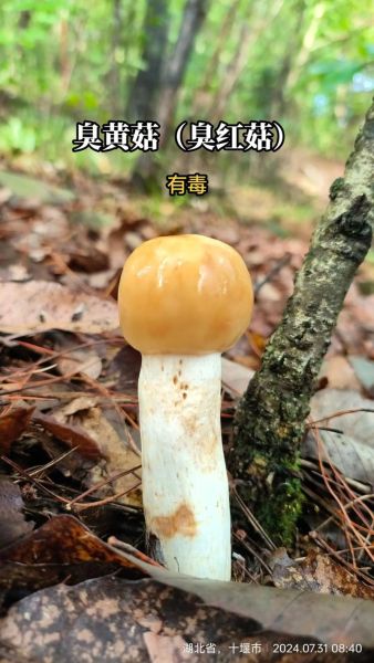 黄蘑菇有毒吗_黄蘑菇怎么做好吃-第2张图片-山城妙识