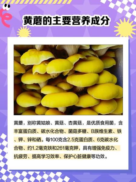 黄蘑菇有毒吗_黄蘑菇怎么做好吃-第3张图片-山城妙识