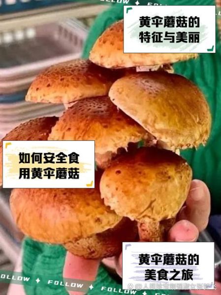 黄蘑菇有毒吗_黄蘑菇怎么做好吃-第1张图片-山城妙识