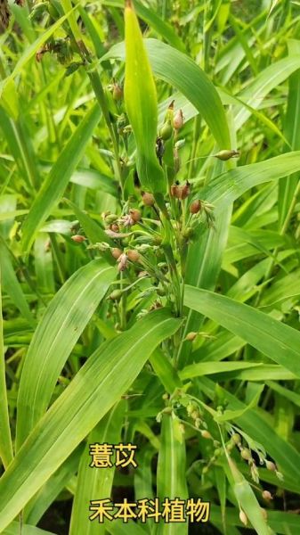 薏米长什么样_薏米图片特征-第1张图片-山城妙识
