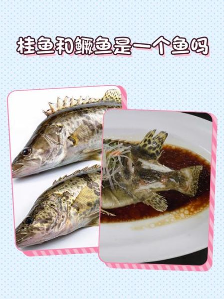鳜鱼和桂鱼的区别_鳜鱼桂鱼做法大全-第2张图片-山城妙识