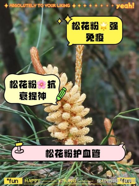 松花粉怎么吃效果最好_松花粉什么时候吃最好-第2张图片-山城妙识