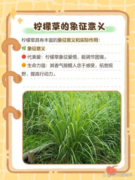 柠檬草的花语是什么_柠檬草适合送什么人-第2张图片-山城妙识