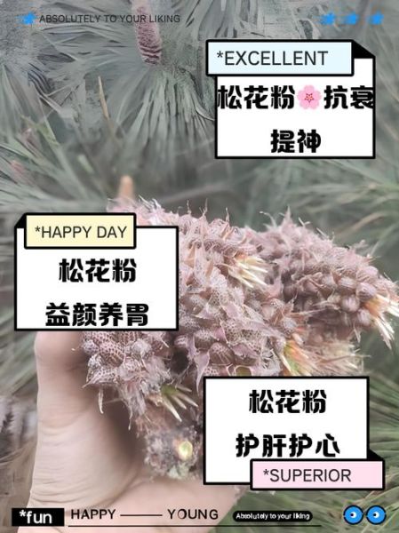 松花粉怎么吃效果最好_松花粉什么时候吃最好-第3张图片-山城妙识