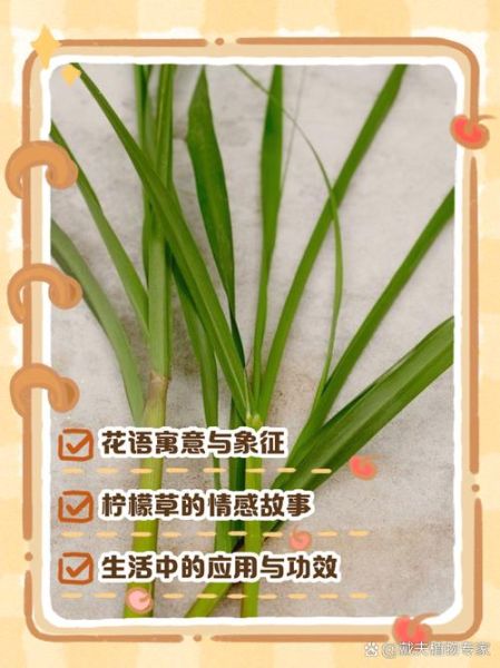 柠檬草的花语是什么_柠檬草适合送什么人-第1张图片-山城妙识