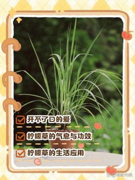 柠檬草的花语是什么_柠檬草适合送什么人-第3张图片-山城妙识
