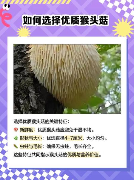 猴头菇多少钱一斤_猴头菇价格为什么差别大-第1张图片-山城妙识