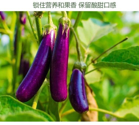 茄子皮能吃吗_茄子皮的营养价值-第2张图片-山城妙识