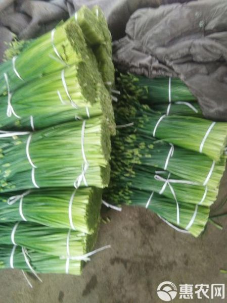 韭苔和韭菜的区别_哪个营养价值更高-第3张图片-山城妙识