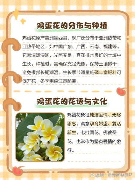 鸡蛋花有什么功效_鸡蛋花泡水喝的禁忌-第3张图片-山城妙识