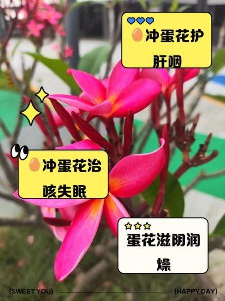 鸡蛋花有什么功效_鸡蛋花泡水喝的禁忌-第1张图片-山城妙识