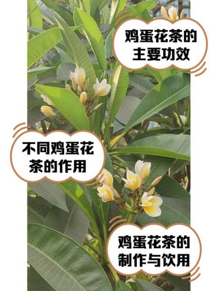 鸡蛋花有什么功效_鸡蛋花泡水喝的禁忌-第2张图片-山城妙识
