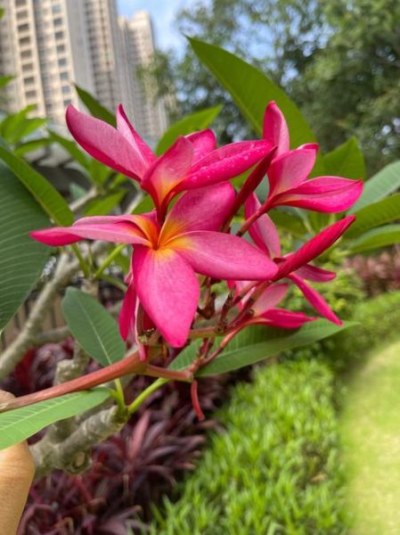 鸡蛋花图片唯美_鸡蛋花的花语是什么-第2张图片-山城妙识