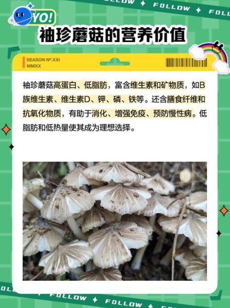 袖珍菇的营养价值_袖珍菇的功效与作用-第1张图片-山城妙识 袖珍菇的营养价值_袖珍菇的功效与作用-第1张图片-山城妙识