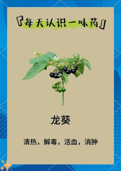 龙葵图片长什么样_龙葵与龙葵草区别-第1张图片-山城妙识