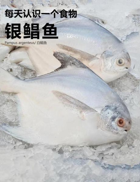 银鲳鱼和白鲳鱼有什么区别_哪个更好吃-第2张图片-山城妙识