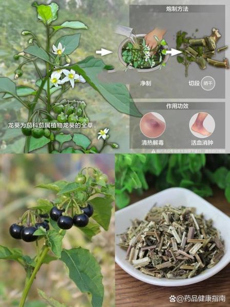 龙葵图片长什么样_龙葵与龙葵草区别-第2张图片-山城妙识