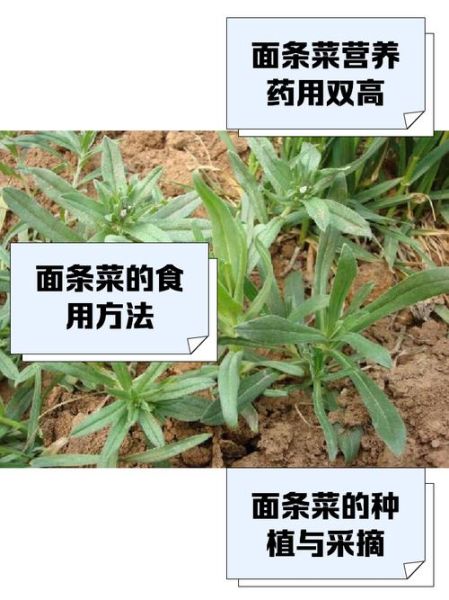 面条菜怎么做好吃_面条菜的营养价值-第3张图片-山城妙识 面条菜怎么做好吃_面条菜的营养价值-第3张图片-山城妙识
