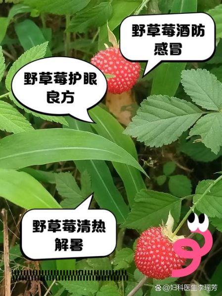 野山莓的功效与作用_野山莓怎么吃最好-第2张图片-山城妙识