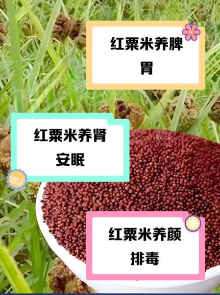 红粳米有什么功效_红粳米怎么吃最养生-第3张图片-山城妙识