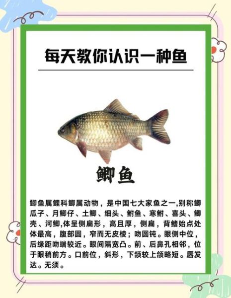 鲫鱼怎么读_鲫鱼拼音正确发音-第1张图片-山城妙识 鲫鱼怎么读_鲫鱼拼音正确发音-第1张图片-山城妙识