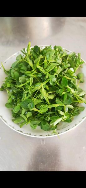 苜蓿菜长什么样_苜蓿菜怎么吃最好-第1张图片-山城妙识