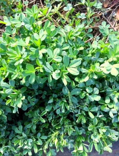 苜蓿菜长什么样_苜蓿菜怎么吃最好-第2张图片-山城妙识
