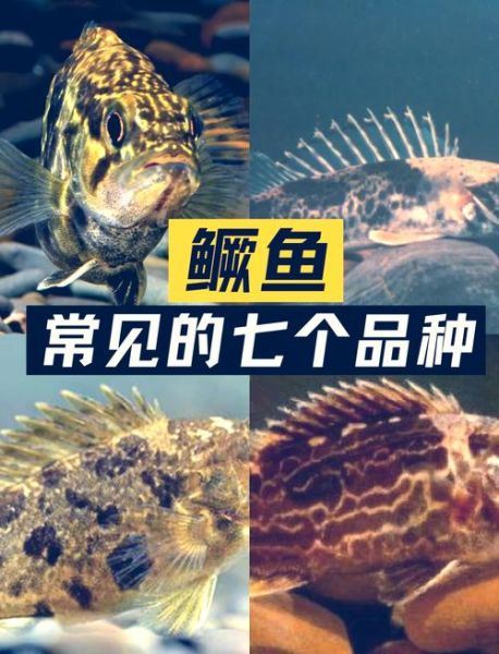 鳜鱼和桂鱼的区别_鳜鱼桂鱼是同一种鱼吗-第2张图片-山城妙识 鳜鱼和桂鱼的区别_鳜鱼桂鱼是同一种鱼吗-第2张图片-山城妙识