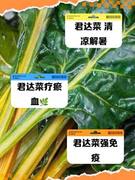 君达菜怎么做好吃_君达菜的家常做法-第1张图片-山城妙识 君达菜怎么做好吃_君达菜的家常做法-第1张图片-山城妙识