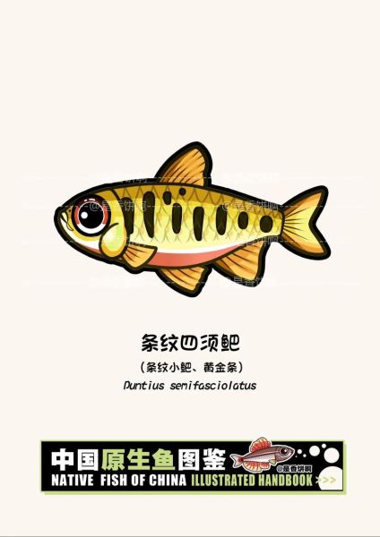 鲃鱼是什么鱼_鲃鱼多少钱一斤-第1张图片-山城妙识 鲃鱼是什么鱼_鲃鱼多少钱一斤-第1张图片-山城妙识