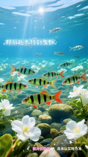 鲃鱼是什么鱼_鲃鱼多少钱一斤-第2张图片-山城妙识 鲃鱼是什么鱼_鲃鱼多少钱一斤-第2张图片-山城妙识