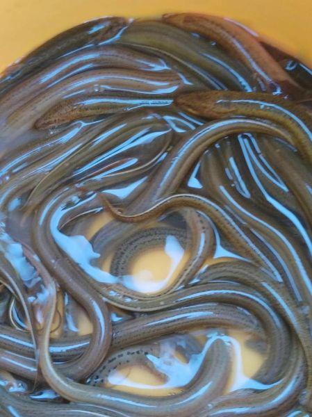 黄鳝鱼吃什么食物_黄鳝鱼最爱吃什么-第1张图片-山城妙识 黄鳝鱼吃什么食物_黄鳝鱼最爱吃什么-第1张图片-山城妙识