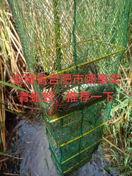 黄鳝鱼吃什么食物_黄鳝鱼最爱吃什么-第3张图片-山城妙识 黄鳝鱼吃什么食物_黄鳝鱼最爱吃什么-第3张图片-山城妙识