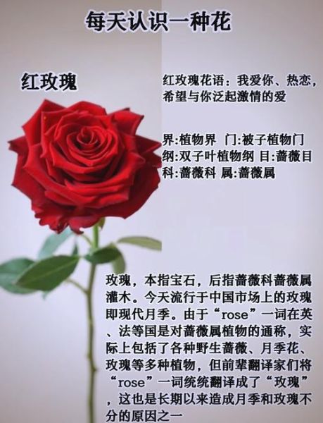 玫瑰花朵数代表什么含义_送几朵玫瑰最浪漫-第2张图片-山城妙识