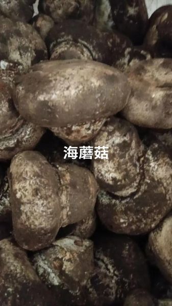 海蘑菇是什么_海蘑菇可以吃吗-第1张图片-山城妙识