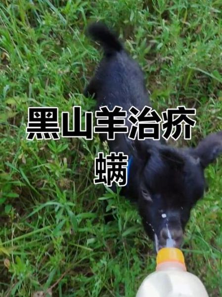 山羊怎么养_山羊常见病有哪些-第2张图片-山城妙识