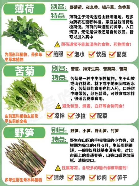 蓬蒿和茼蒿的区别_蓬蒿图片怎么识别-第3张图片-山城妙识