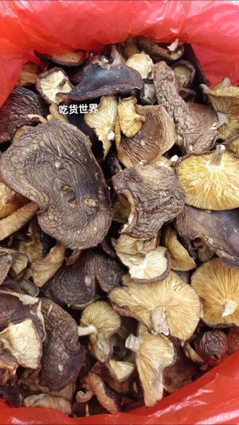 野生香菇多少钱一斤_哪里买正宗-第1张图片-山城妙识