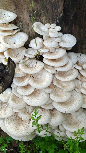 野生香菇多少钱一斤_哪里买正宗-第2张图片-山城妙识
