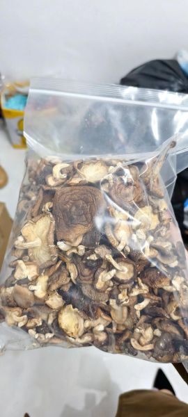 野生香菇多少钱一斤_哪里买正宗-第3张图片-山城妙识